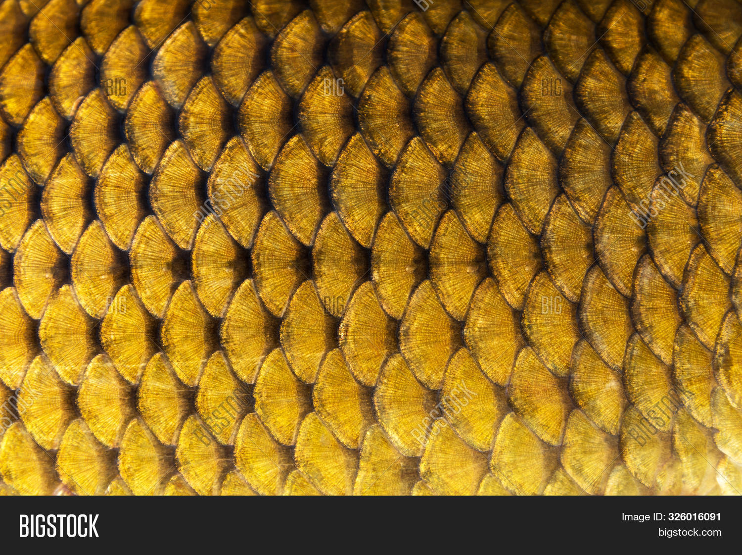 Big Wild Carp Fish Image & Photo (Free Trial) | Bigstock