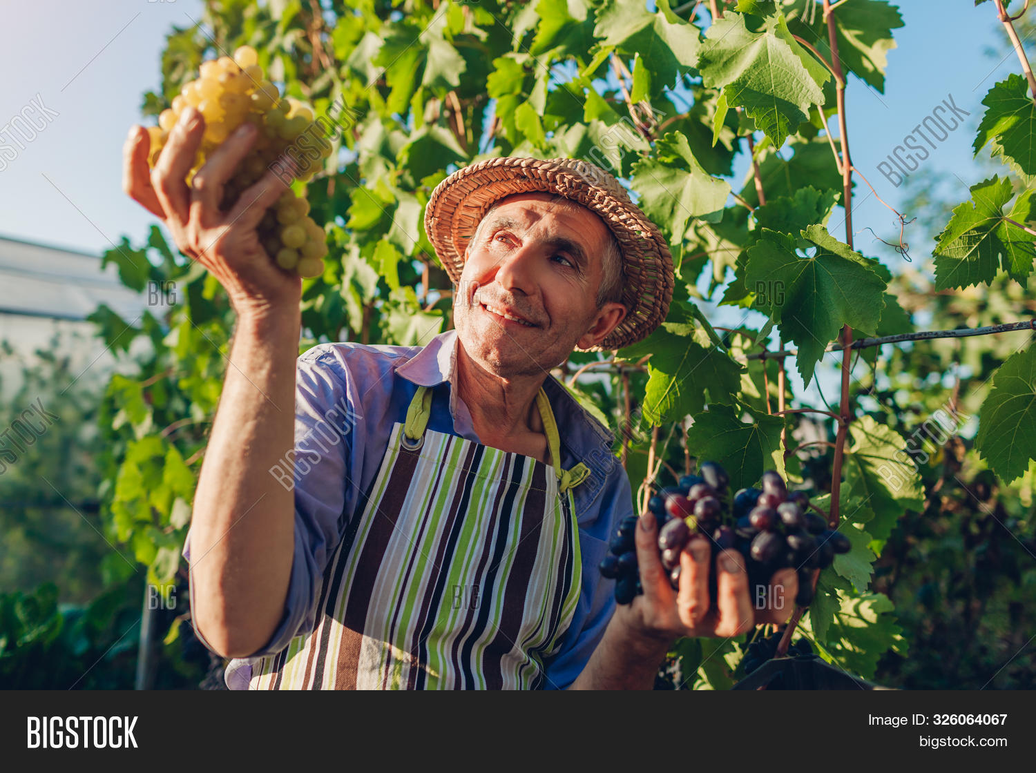 Farmer Picking Crop Image & Photo (Free Trial) | Bigstock