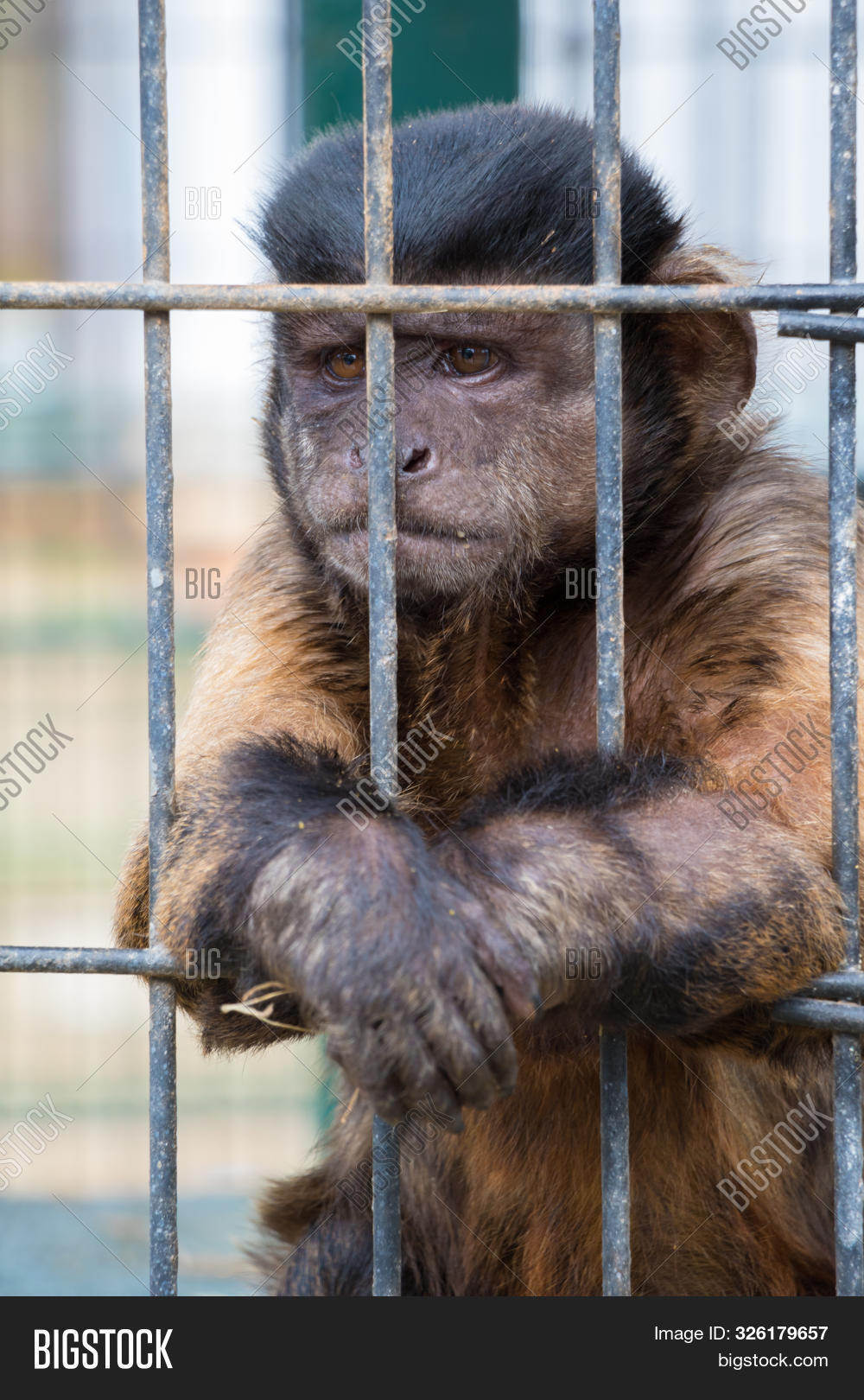 Unhappy Capuchin Image & Photo (Free Trial) | Bigstock