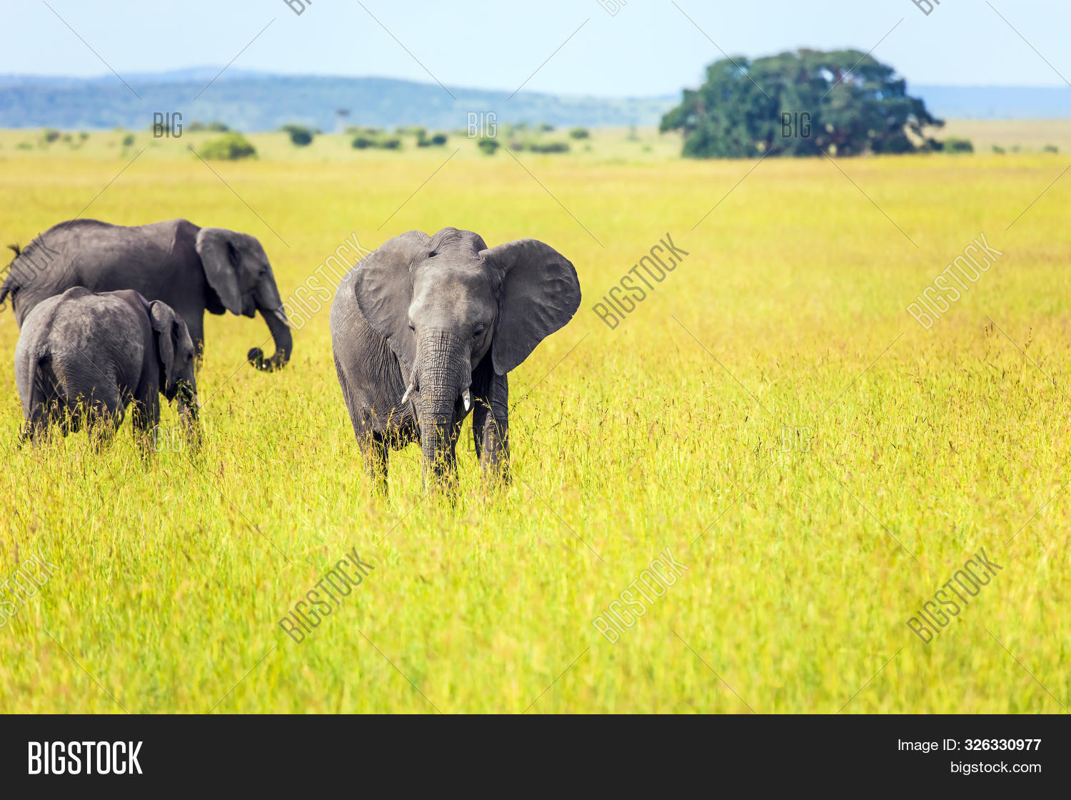 Elephants Largest Land Image & Photo (Free Trial) | Bigstock
