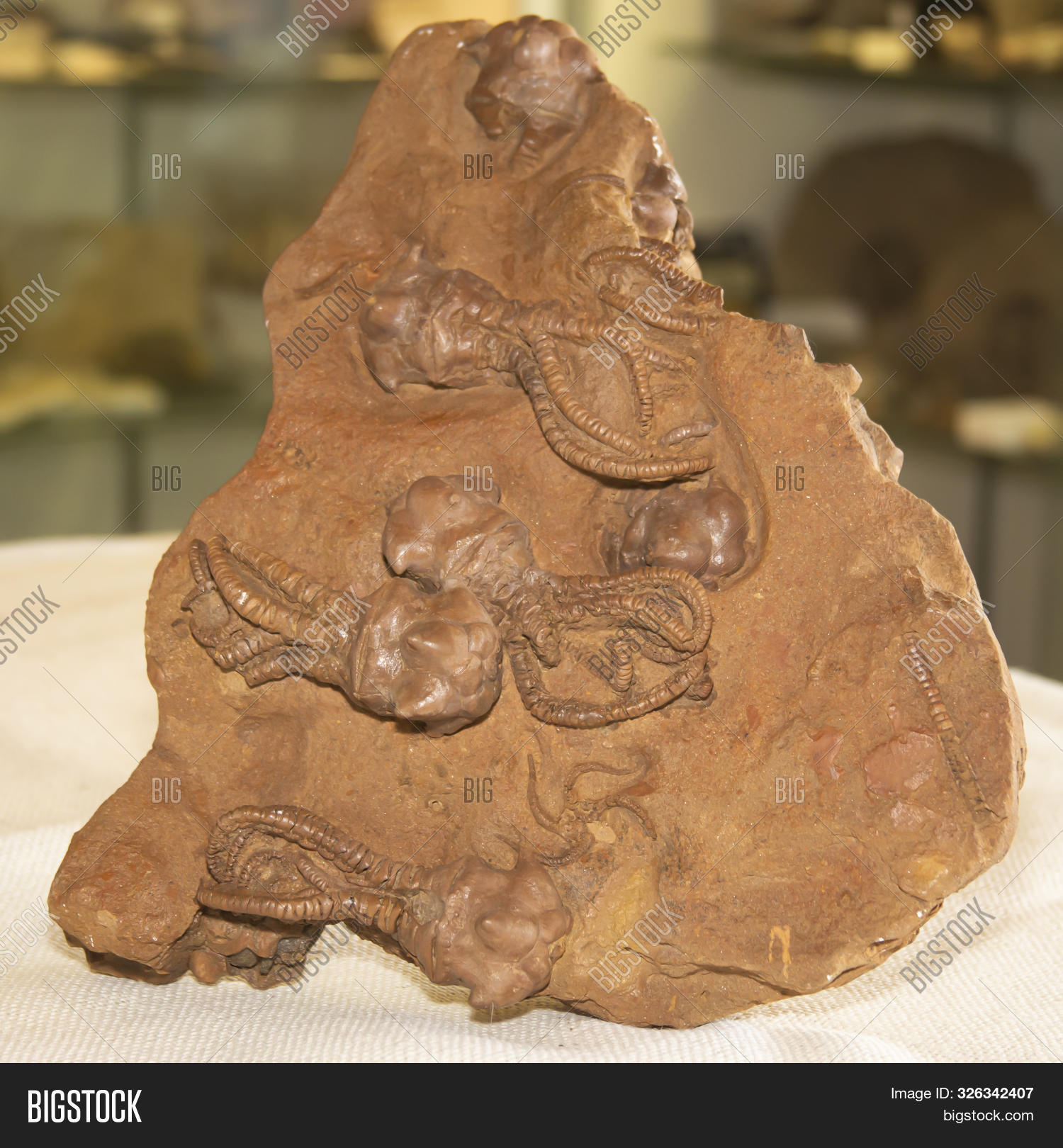 Prehistoric Image & Photo (Free Trial) | Bigstock