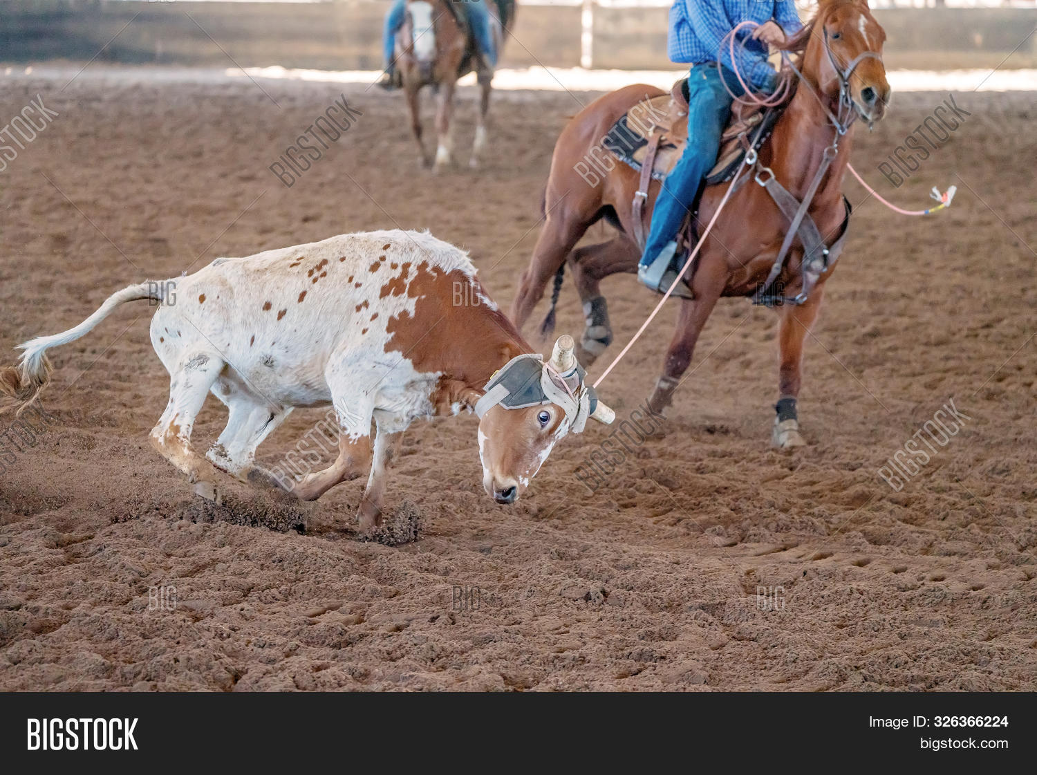 Young Cow Being Image & Photo (Free Trial) | Bigstock