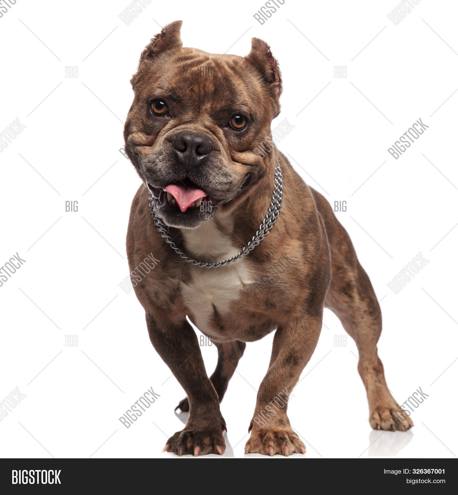 Cute American Bully Image & Photo (Free Trial) | Bigstock