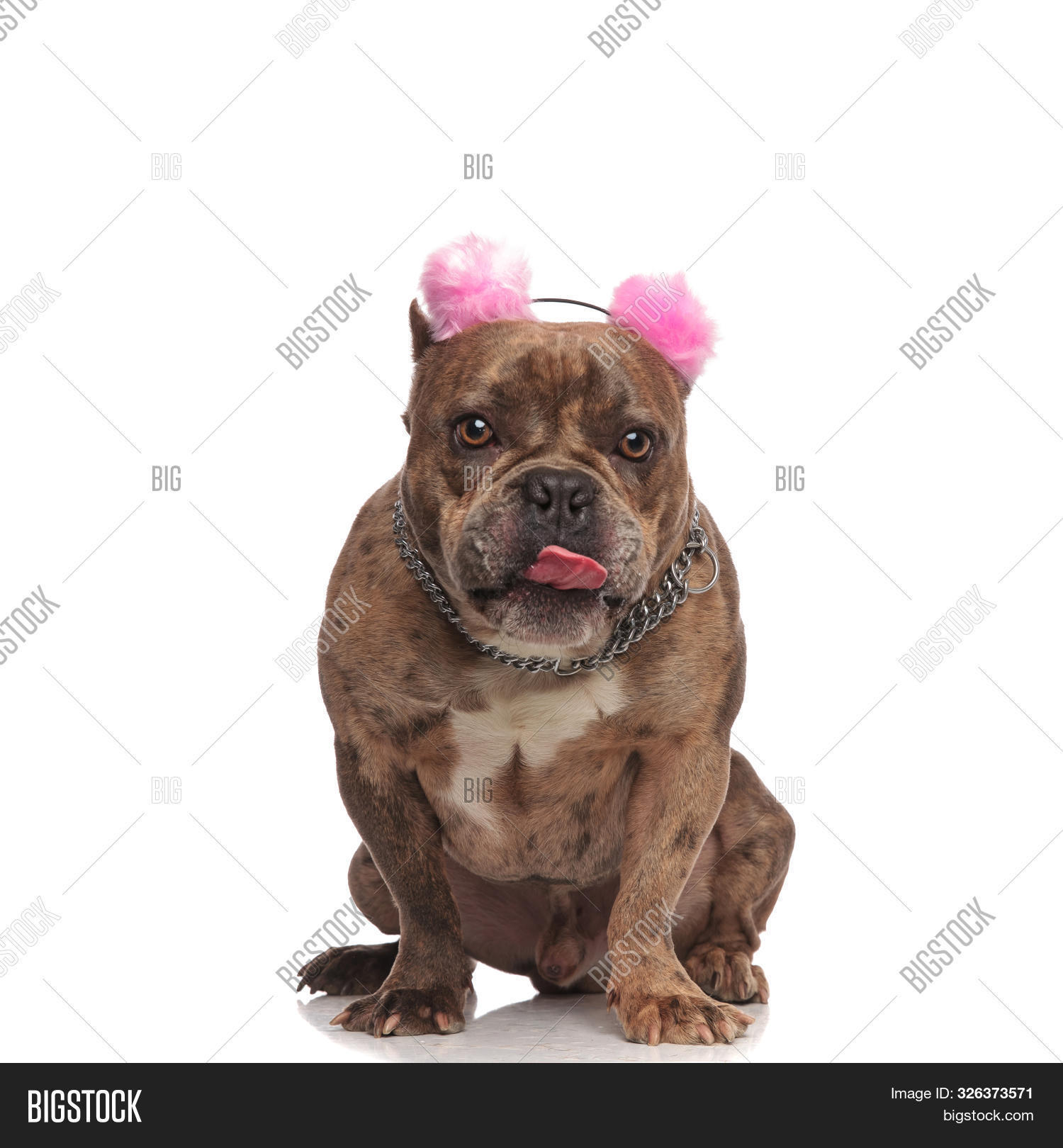 Cute American Bully Image & Photo (Free Trial) | Bigstock