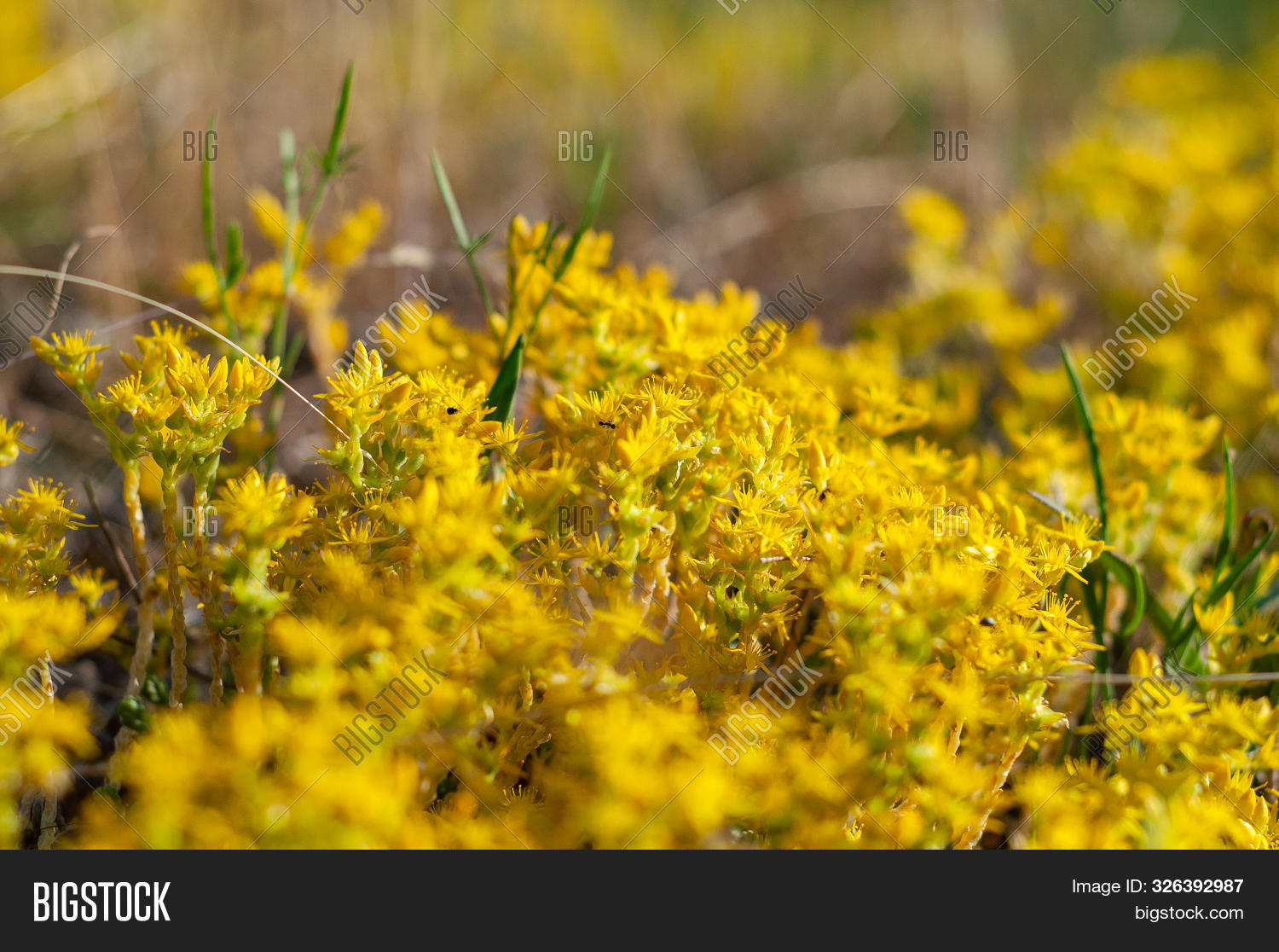 Yellow Flowering Moss Image & Photo (Free Trial) | Bigstock