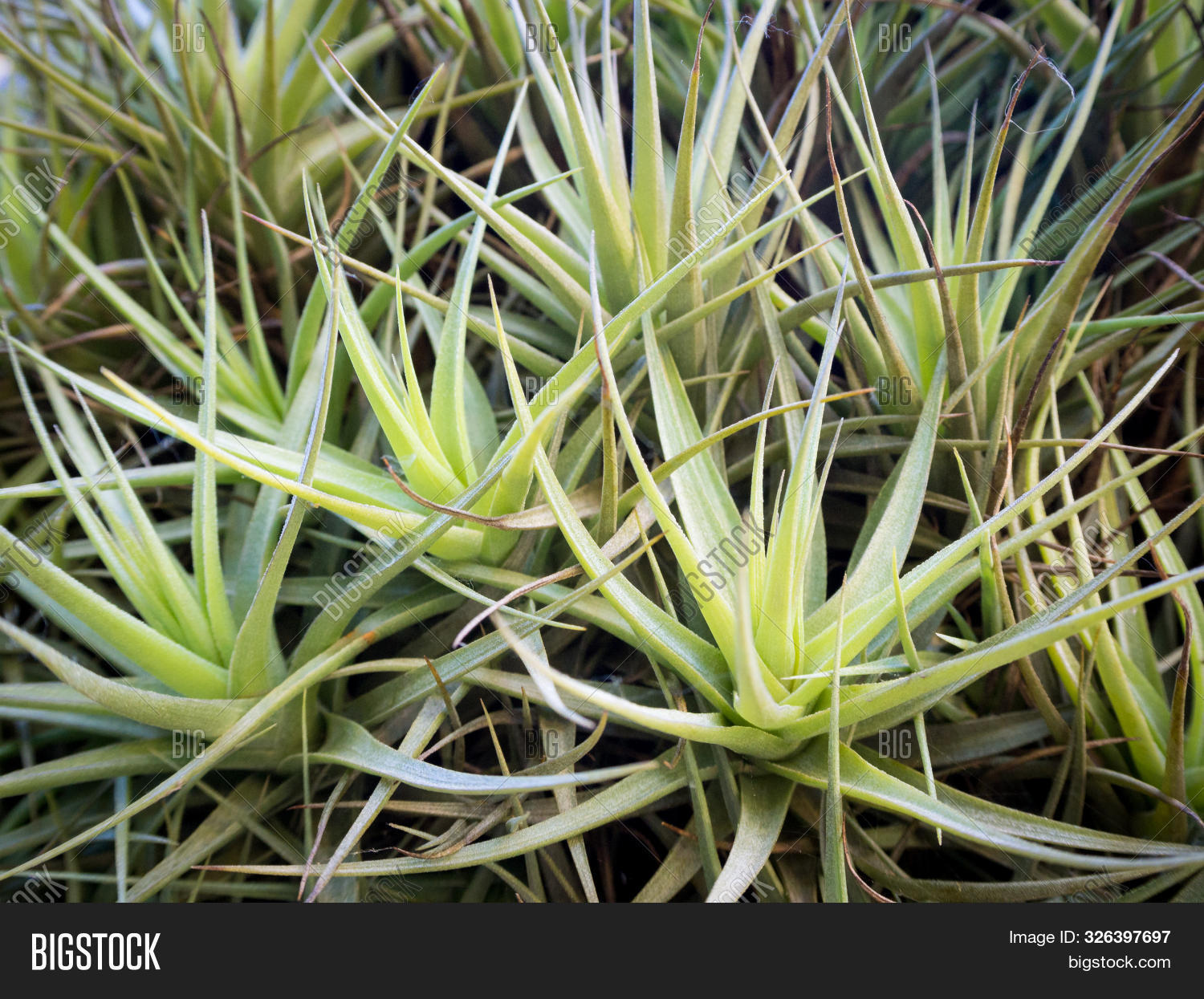 Group Tillandsia Close Image & Photo (Free Trial) | Bigstock
