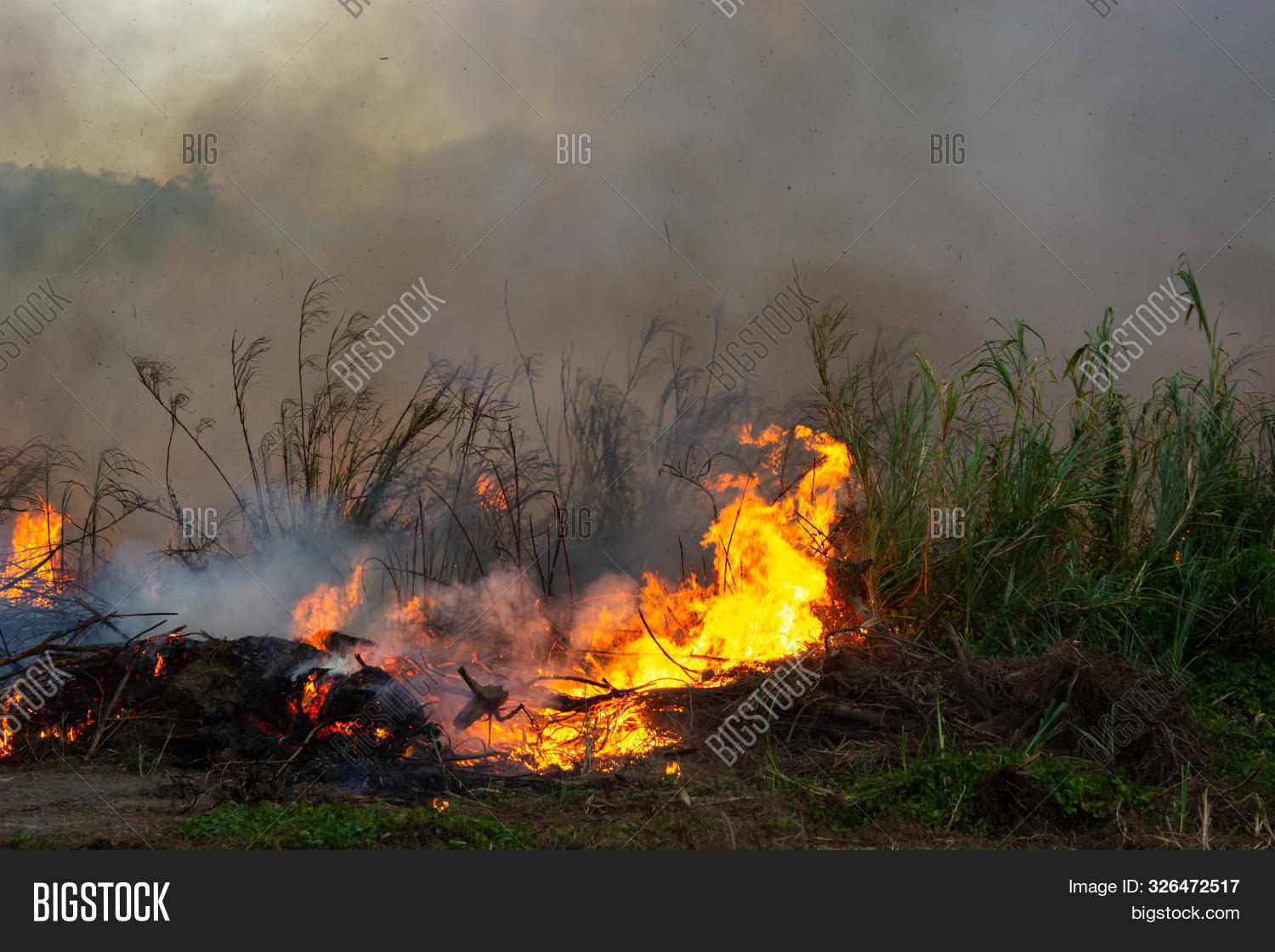 Wildfire While Drought Image & Photo (Free Trial) | Bigstock