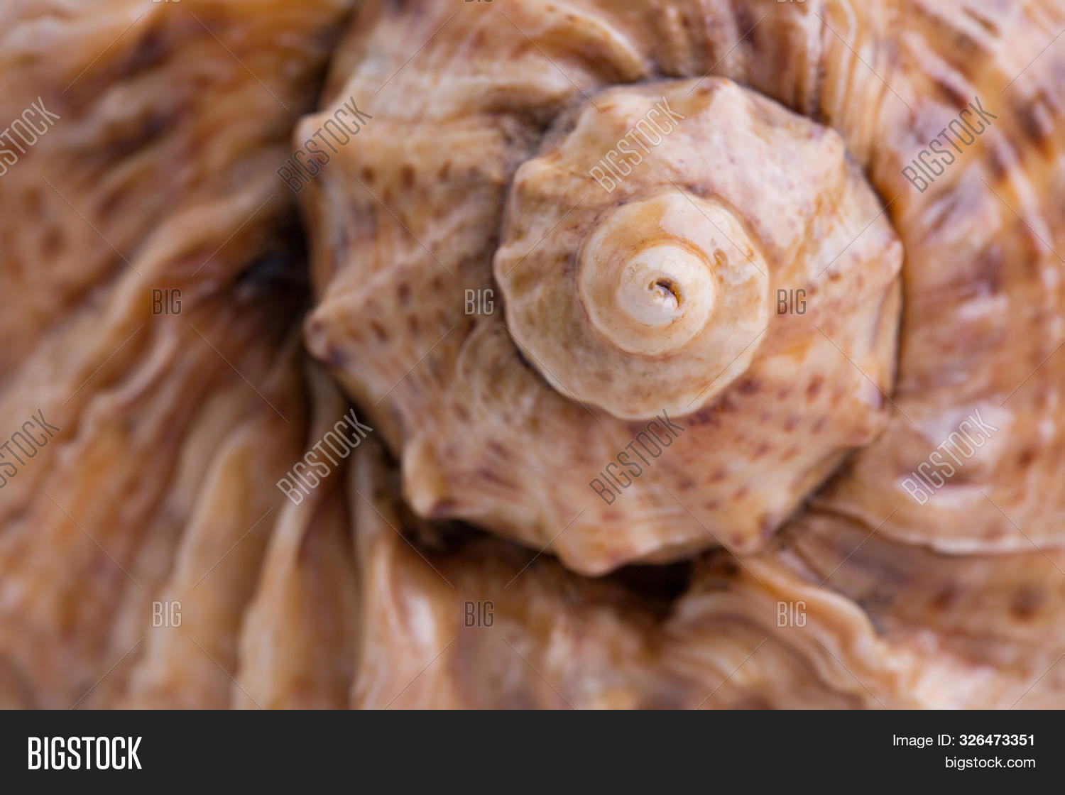 Seashell. Spiral Sea Image & Photo (Free Trial) | Bigstock