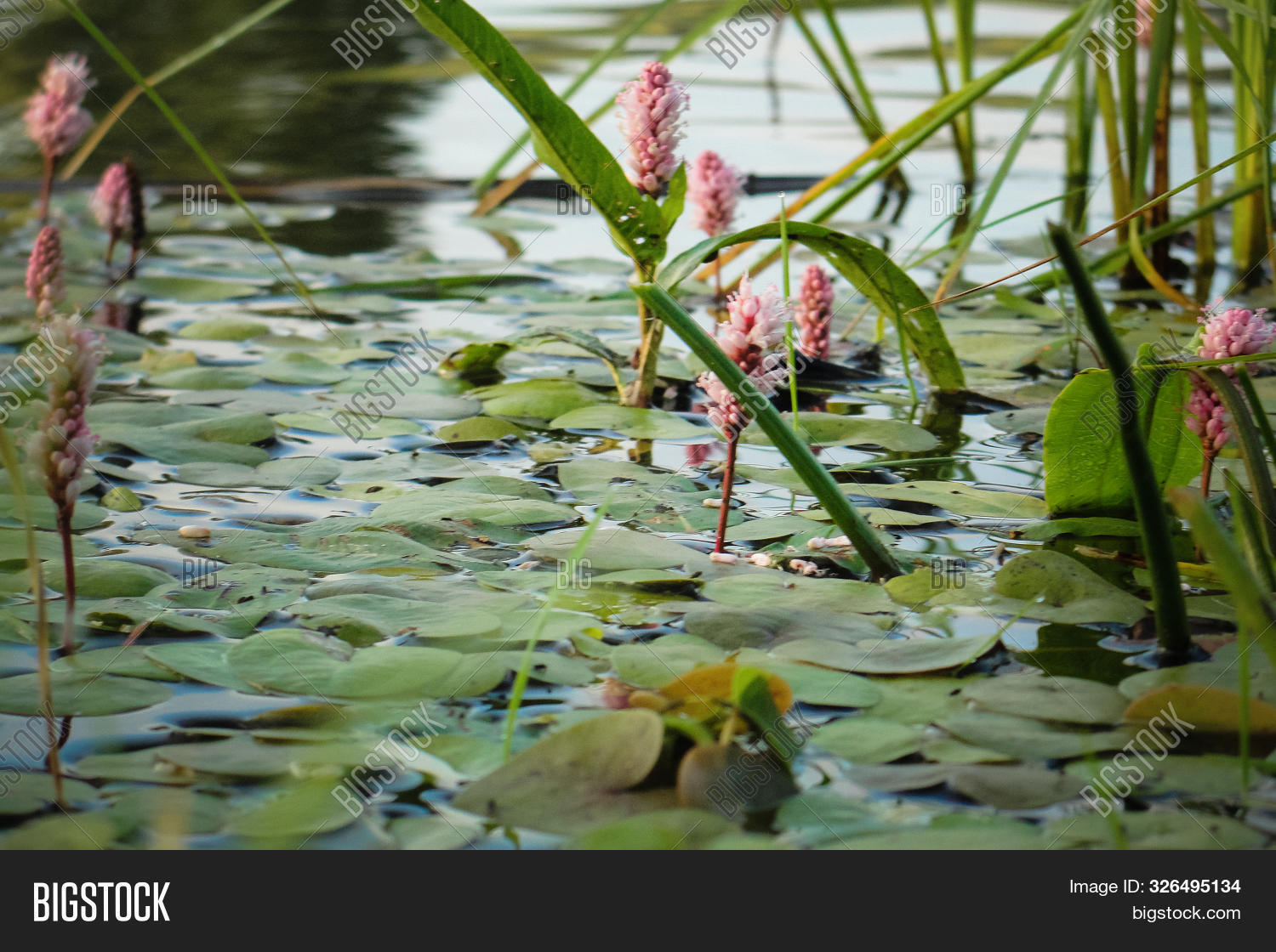 Bistorta Officinalis Image & Photo (Free Trial) | Bigstock