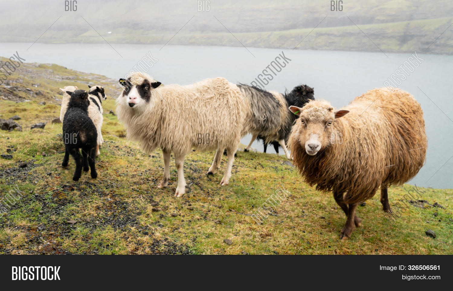 Wildlife Faroe Islands Image & Photo (Free Trial) | Bigstock