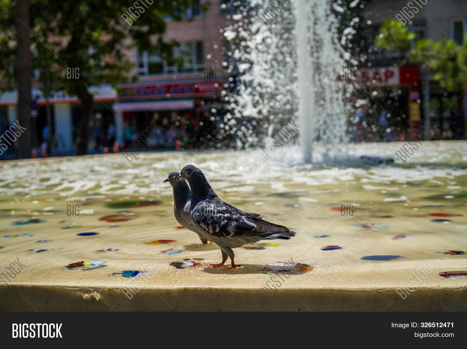 Pigeon Ornamental Pool Image & Photo (Free Trial) | Bigstock