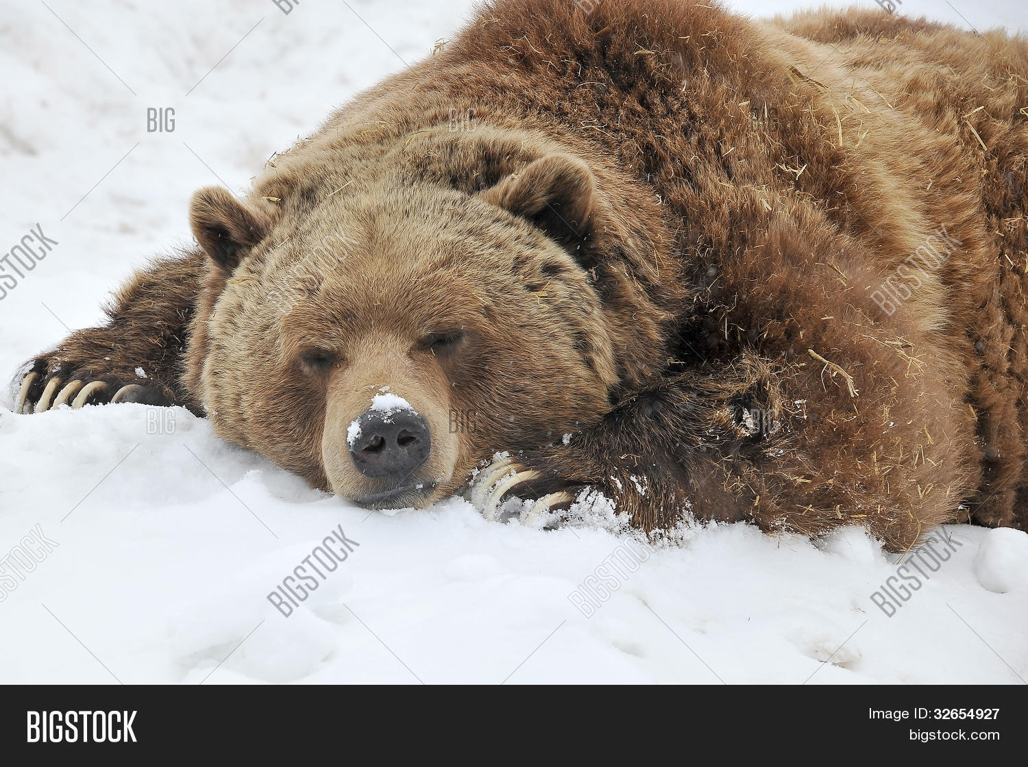 Tired Grizzly Bear Image & Photo (Free Trial) | Bigstock