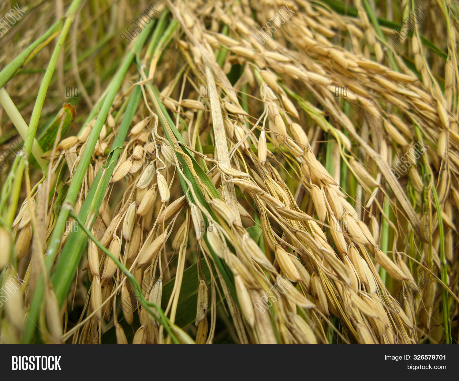 Rice Grain Yellow Gold Image & Photo (Free Trial) | Bigstock