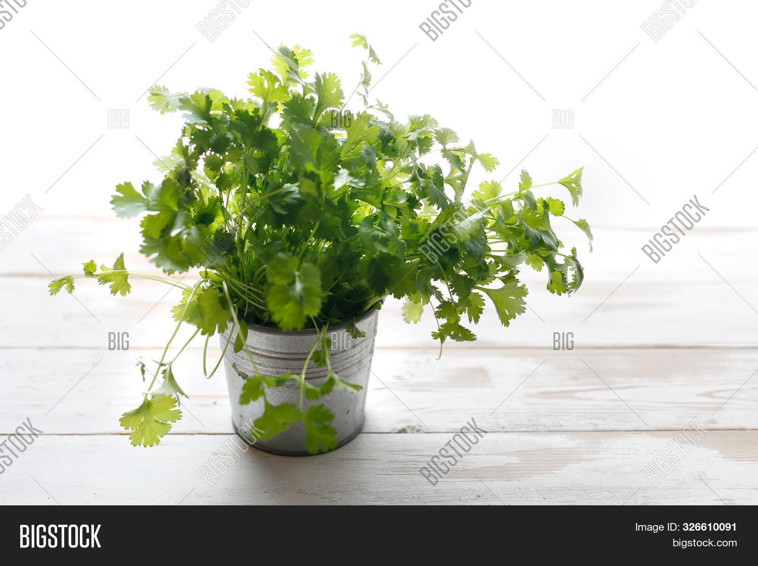 Coriander. Fresh, Image & Photo (Free Trial) | Bigstock