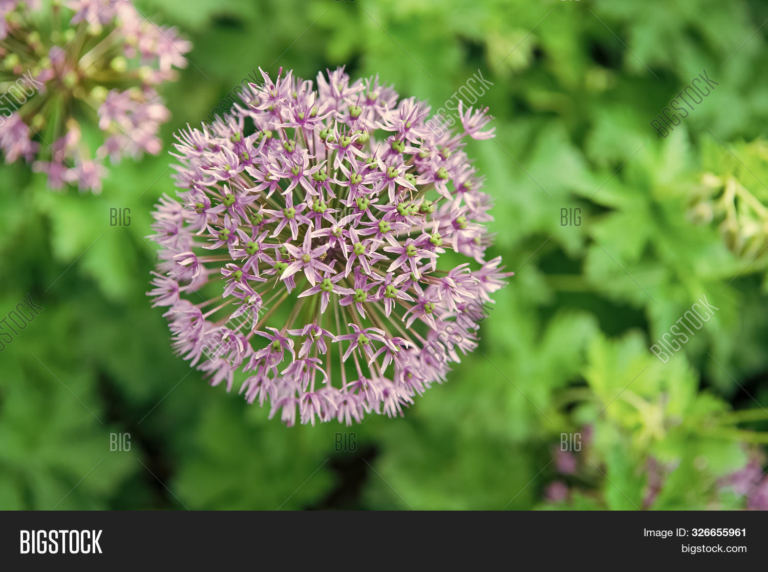 Blossoming Season. Image & Photo (Free Trial) | Bigstock
