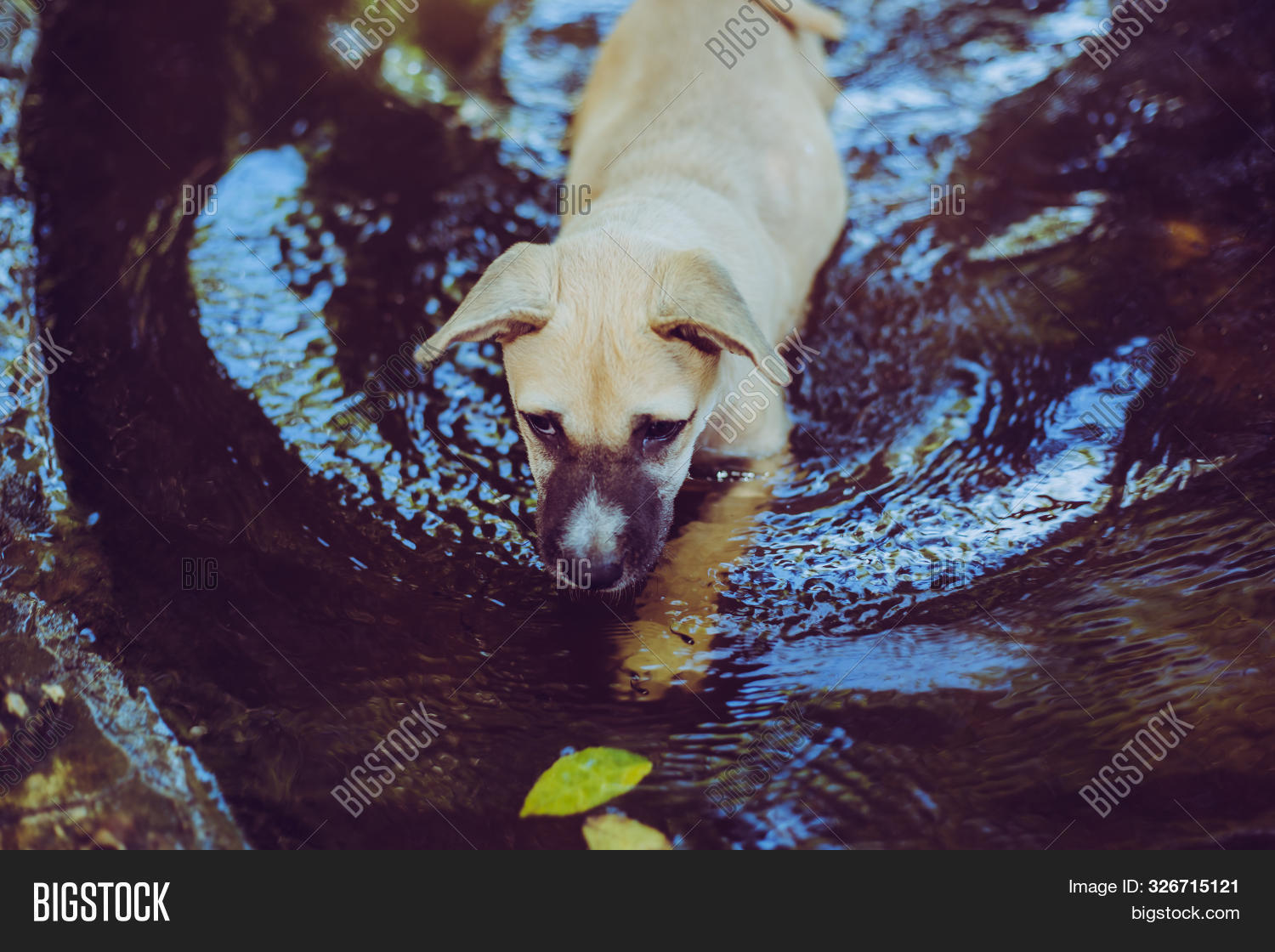 Close Puppy Stray Dog Image & Photo (Free Trial) | Bigstock