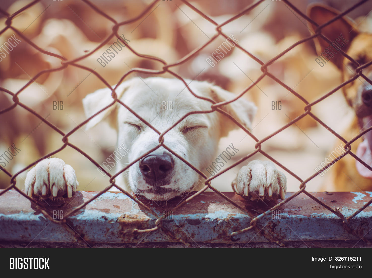 Close Stray Dog, Alone Image & Photo (Free Trial) | Bigstock