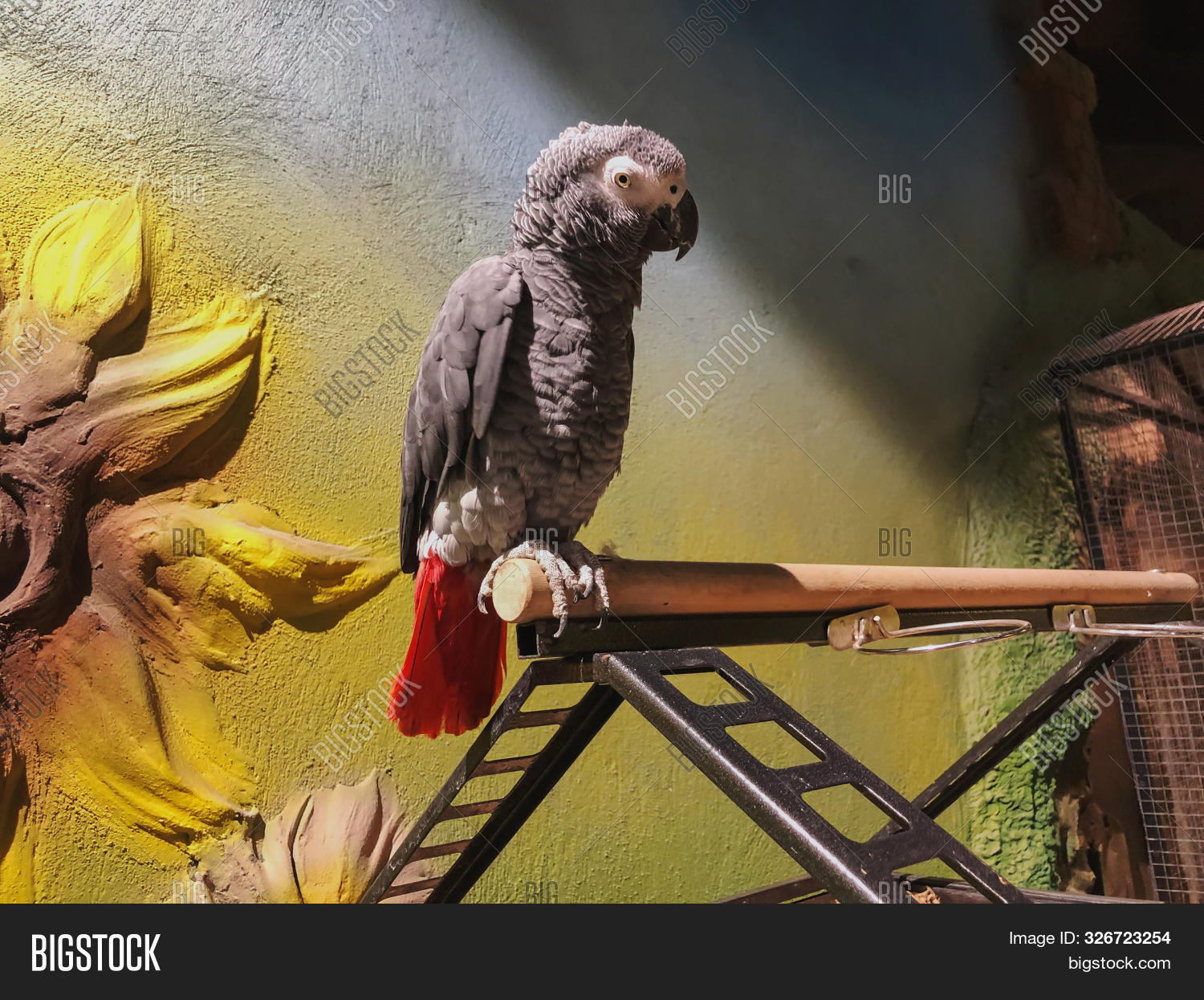 Grey Parrot Red Tail, Image & Photo (Free Trial) | Bigstock