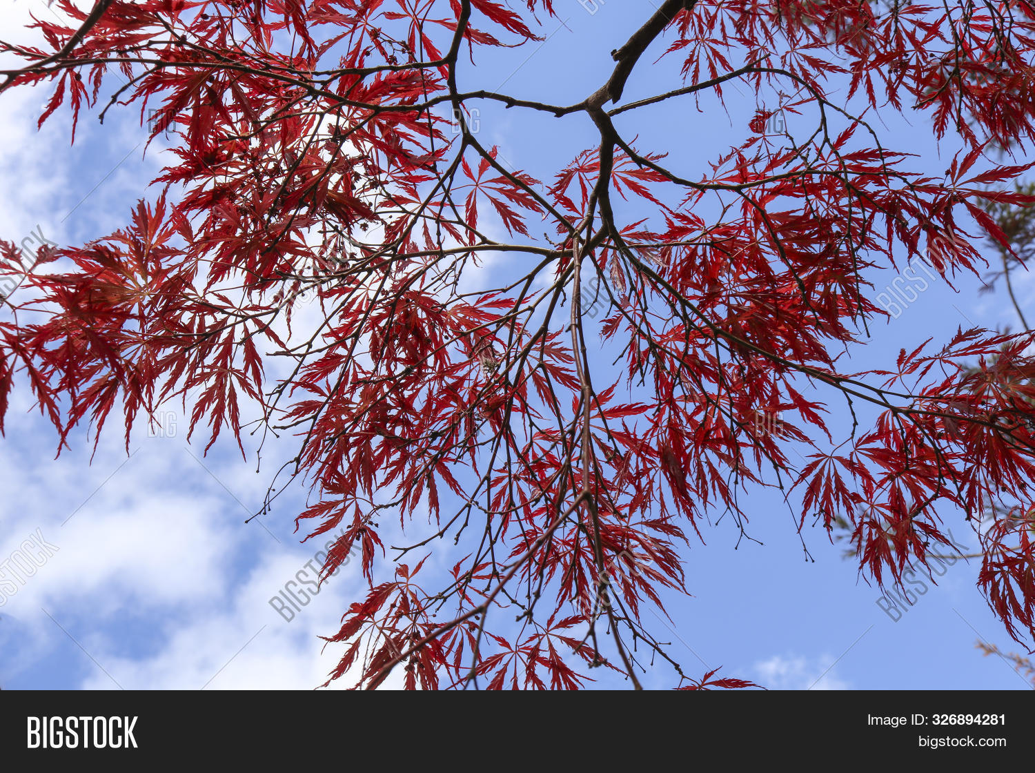 Red Leaves Japanese Image & Photo (Free Trial) | Bigstock