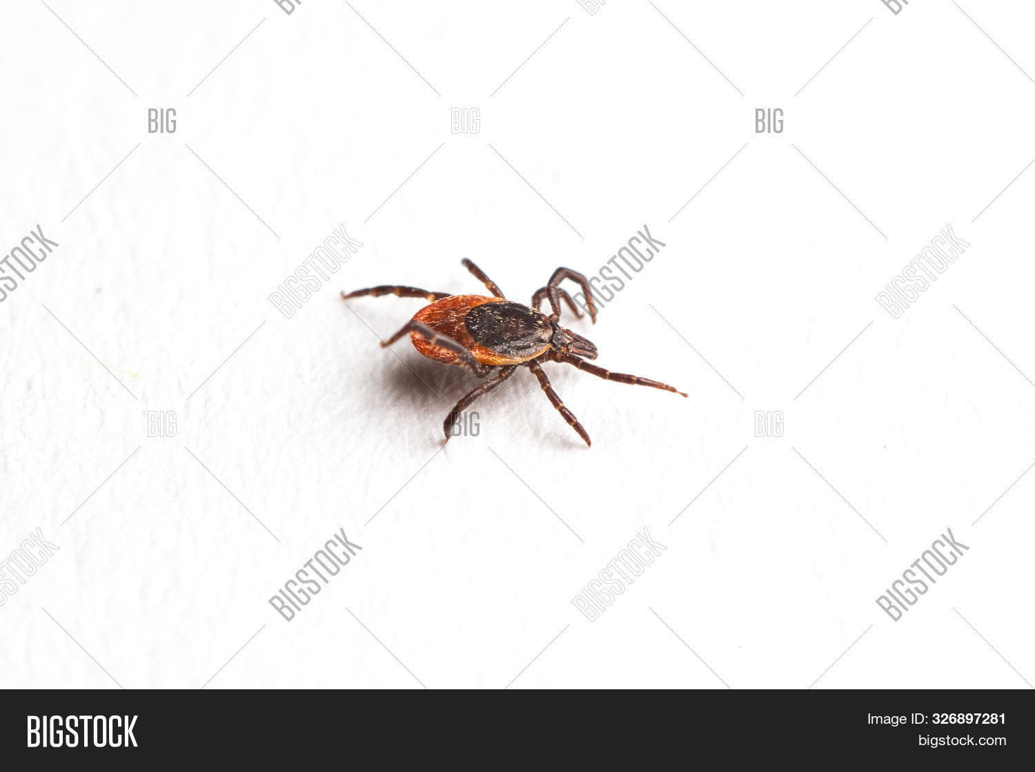 Wood Tick, Ixodes Image & Photo (Free Trial) | Bigstock
