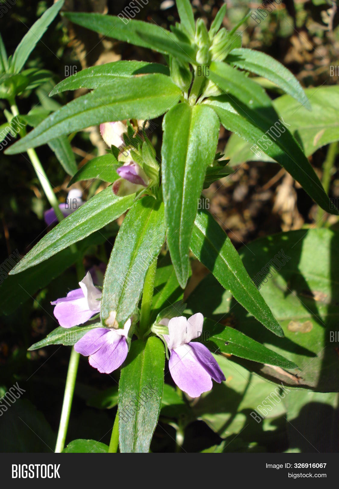 Collinsia Bicolor, Image & Photo (Free Trial) | Bigstock