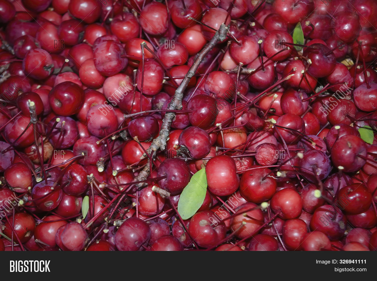 Ripe Fruits Wild Image & Photo (Free Trial) | Bigstock