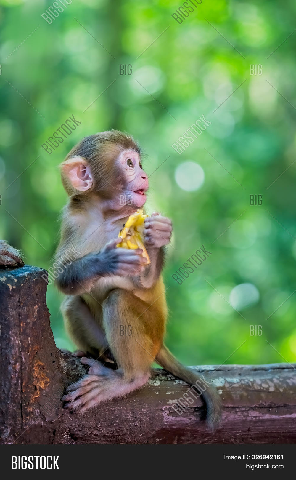 Cute Small Monkeys