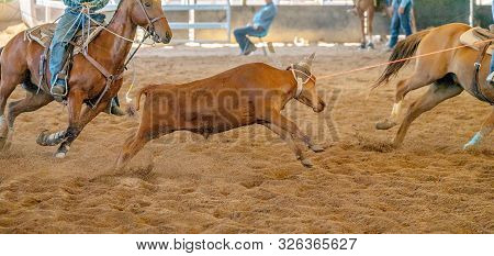 Young Cow Being Image & Photo (Free Trial) | Bigstock