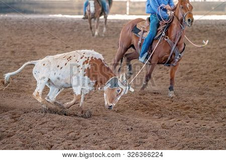 Young Cow Being Image & Photo (Free Trial) | Bigstock