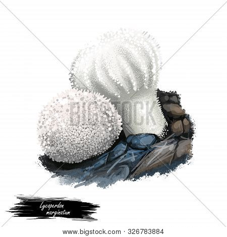 Lycoperdon Marginatum Image & Photo (Free Trial) | Bigstock