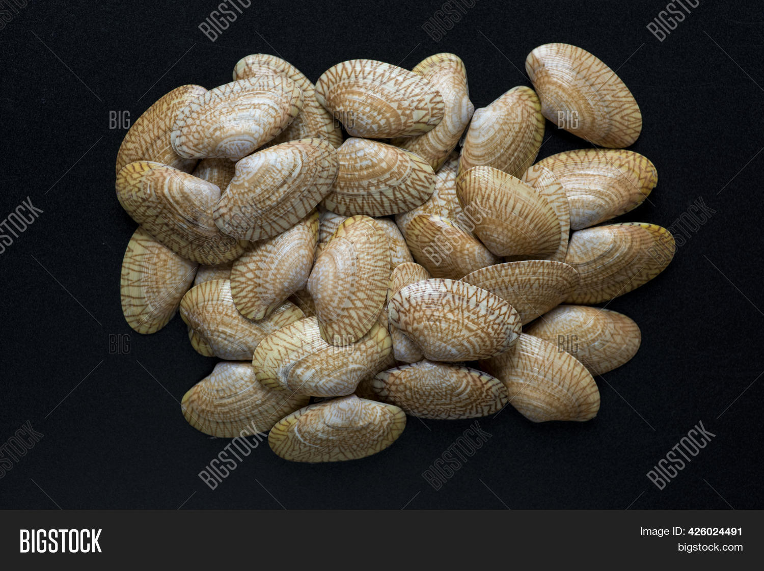Edible Seafood Shells Image & Photo (Free Trial) | Bigstock