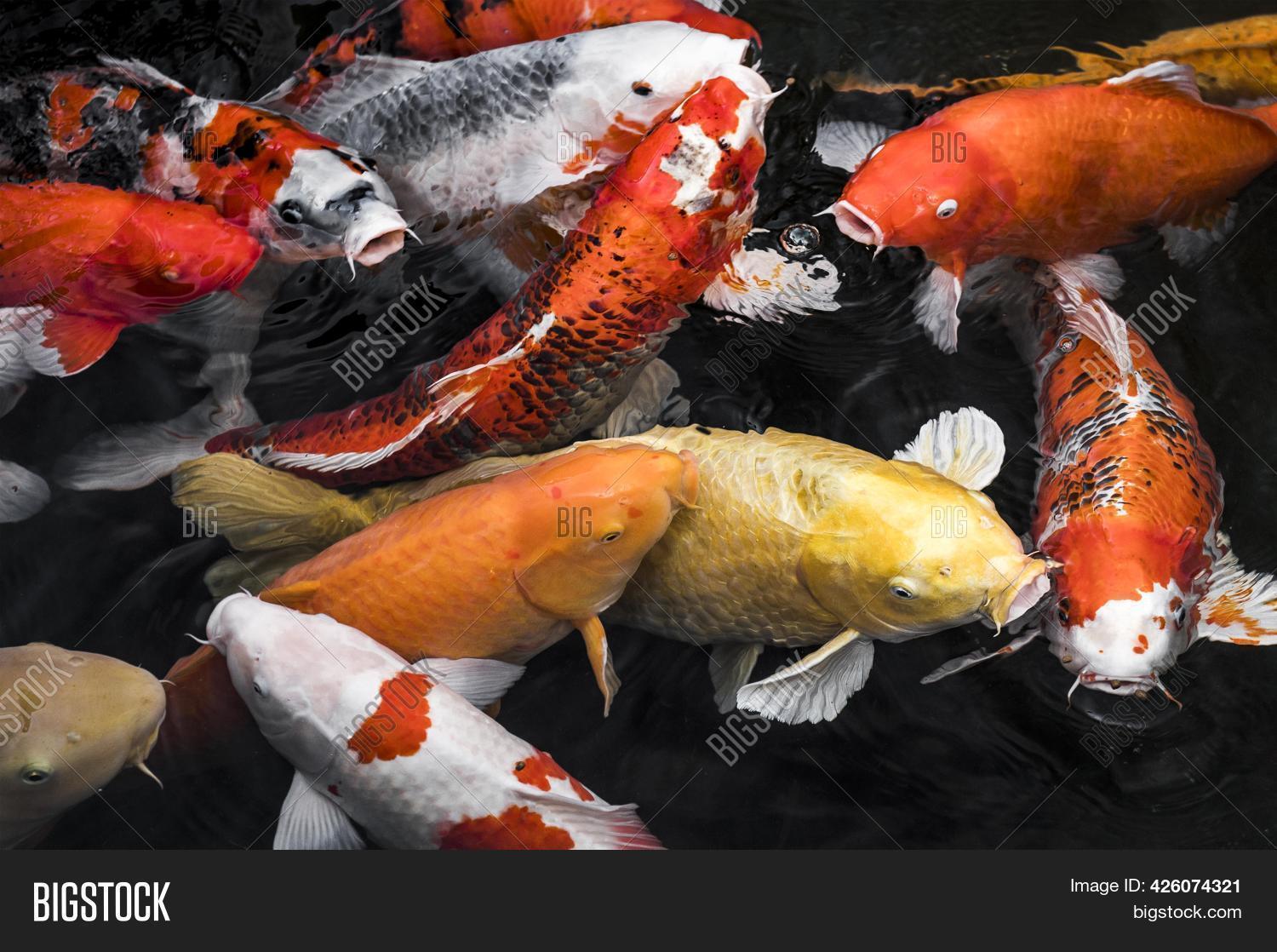 Top View Colorful Koi Image & Photo (Free Trial) | Bigstock