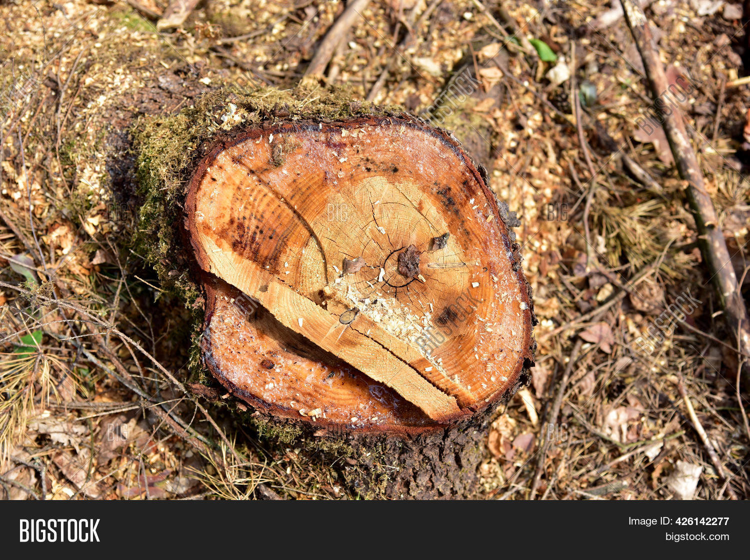 Stump Fir Tree After Image & Photo (Free Trial) | Bigstock