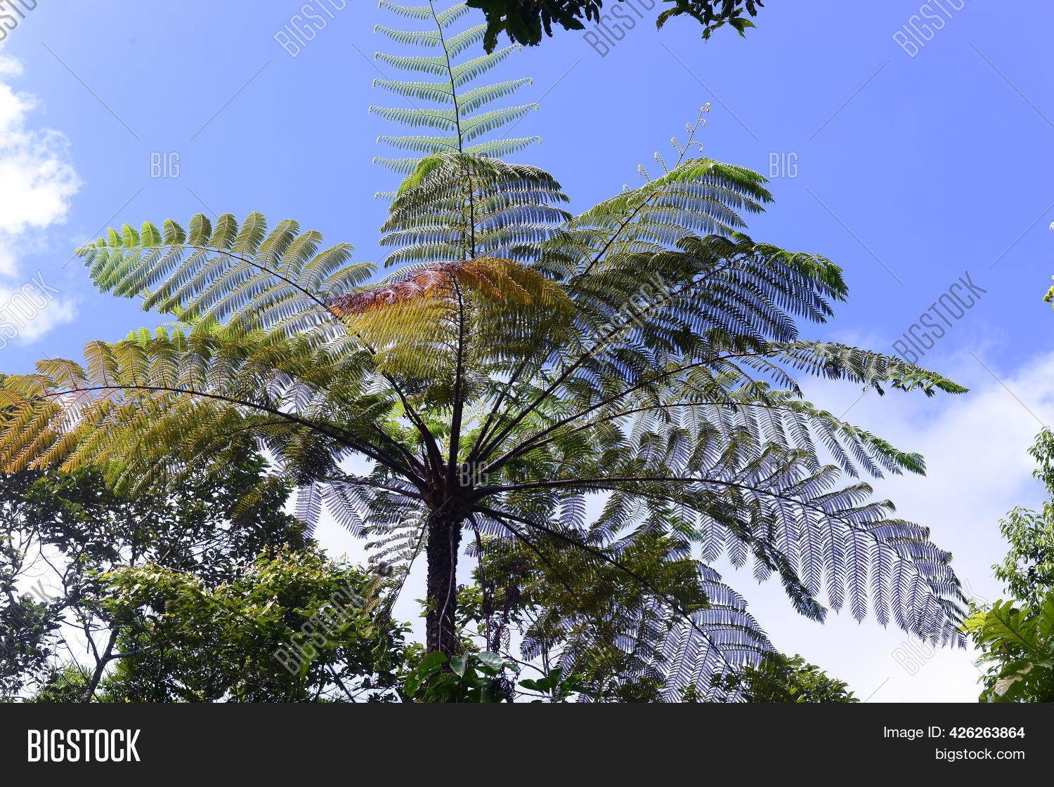 Many Gigantic Fern Image & Photo (Free Trial) | Bigstock
