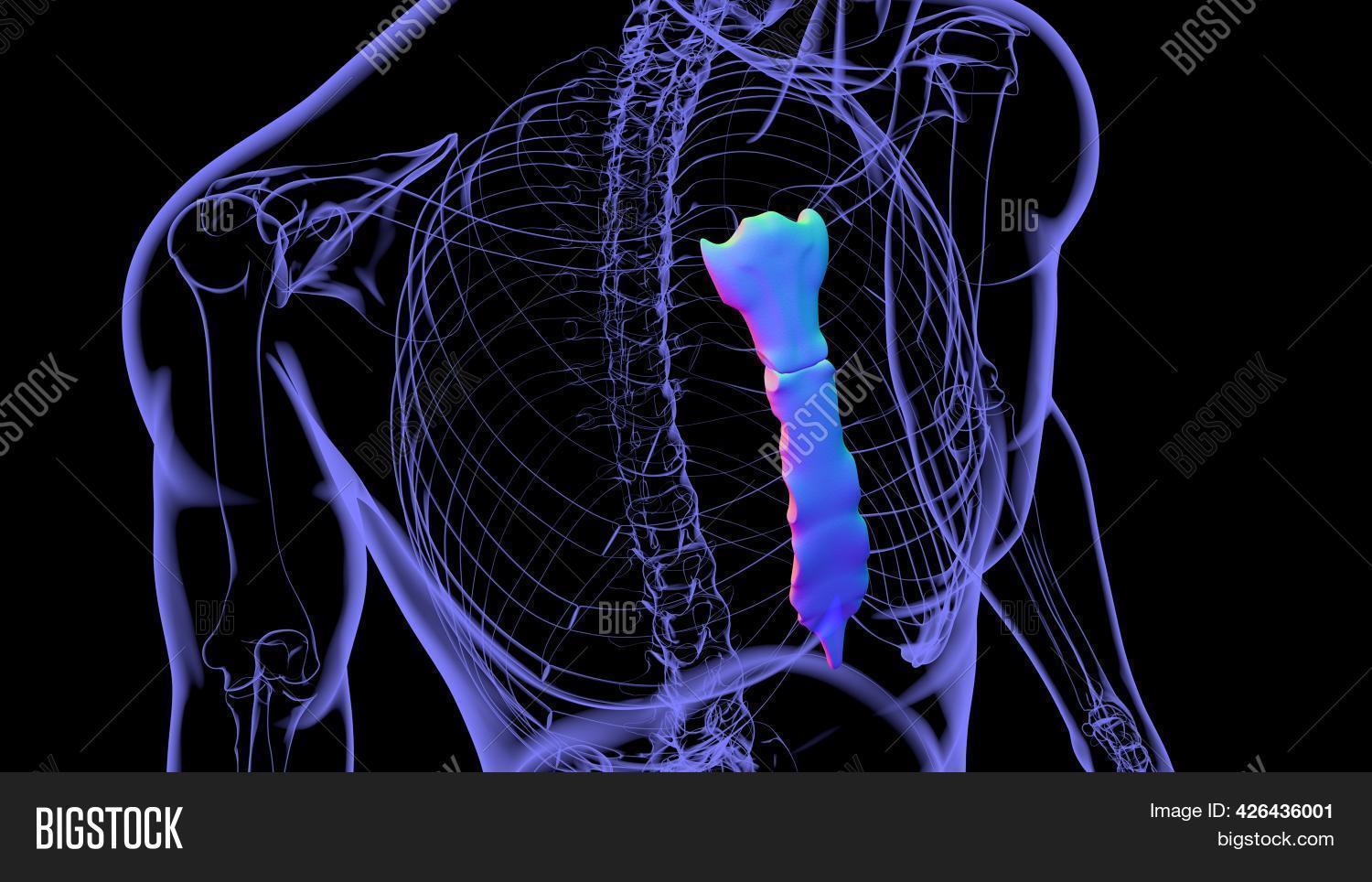 Human Skeleton Sternum Image & Photo (Free Trial) | Bigstock