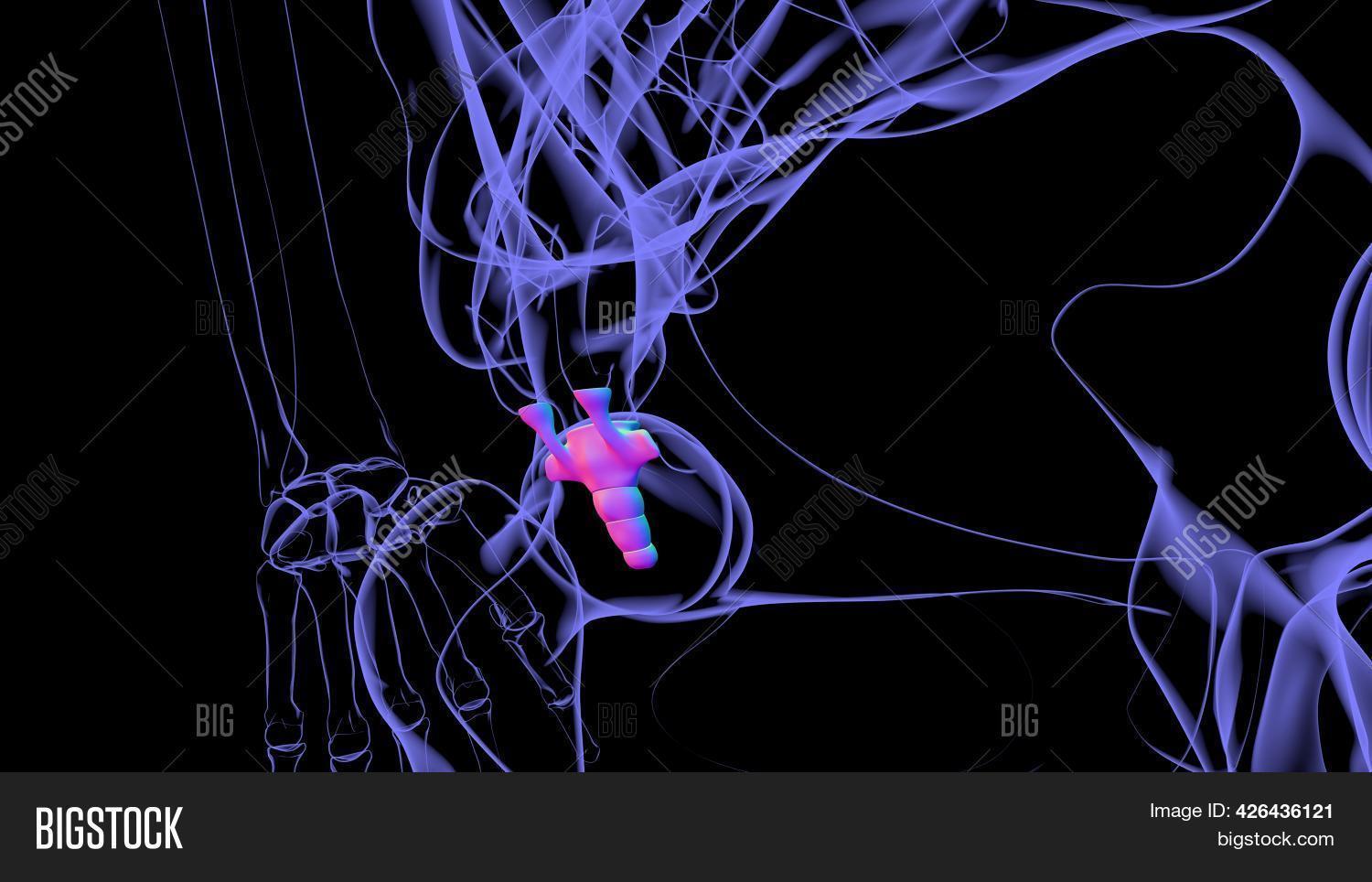 Human Skeleton Image & Photo (Free Trial) | Bigstock