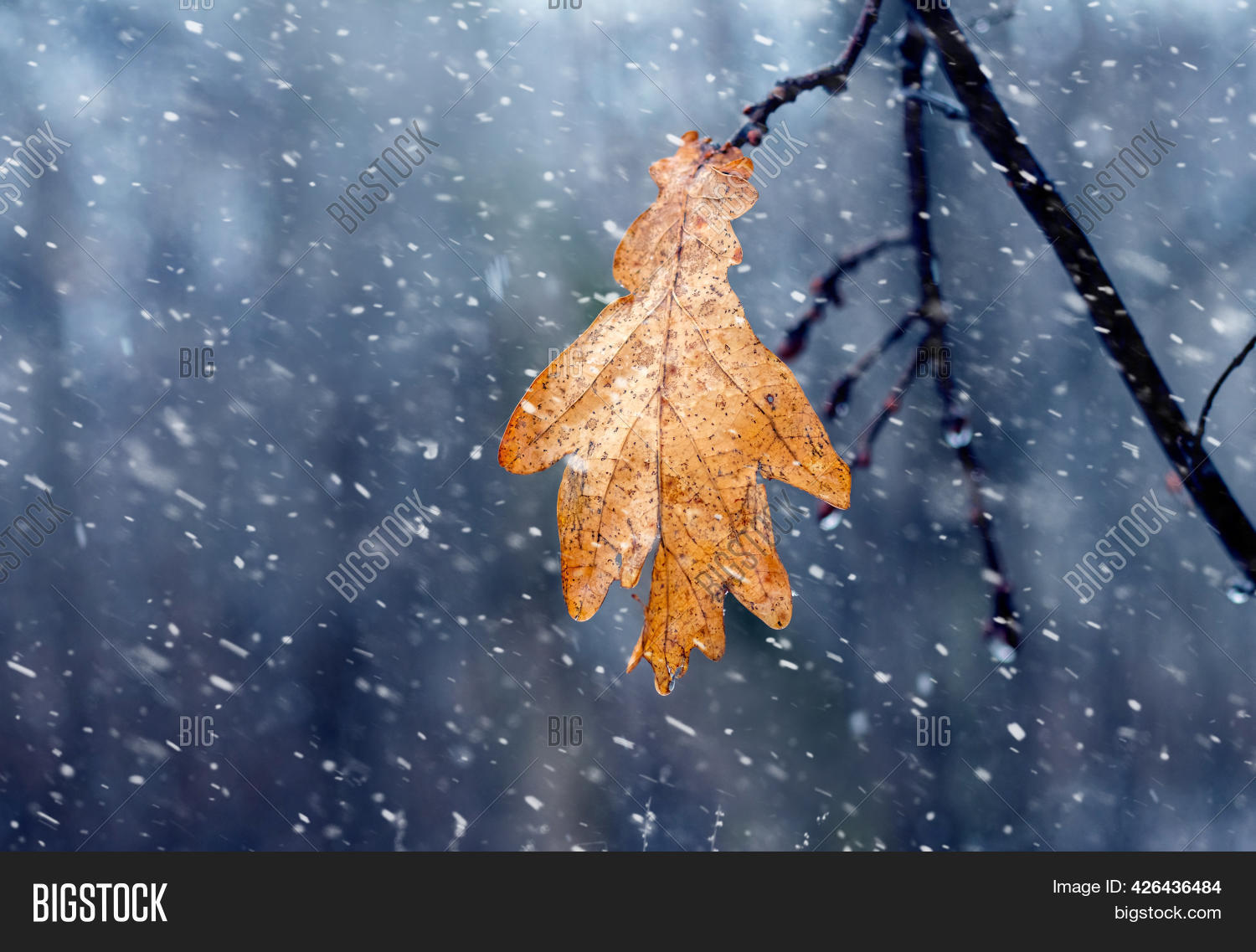 Withered Oak Leaf Image & Photo (Free Trial) | Bigstock