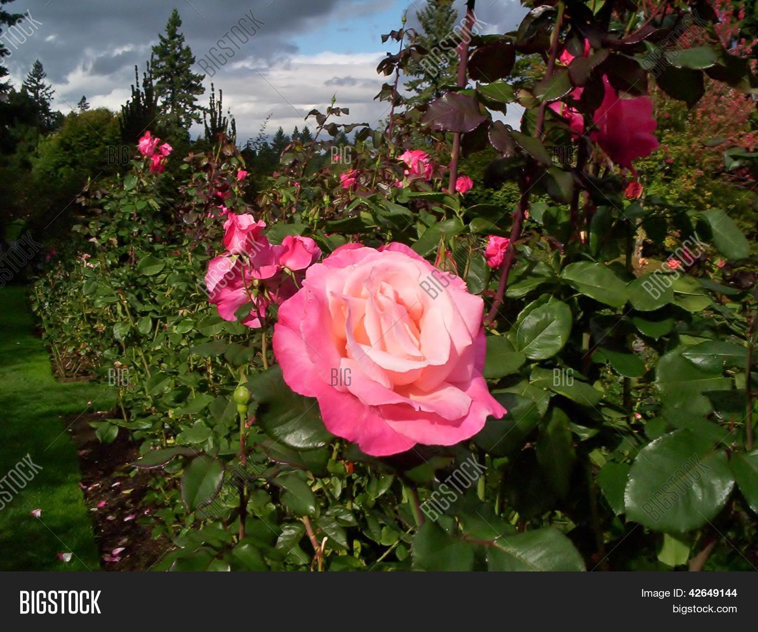 Pink Rose On Stormy Image & Photo (Free Trial) | Bigstock