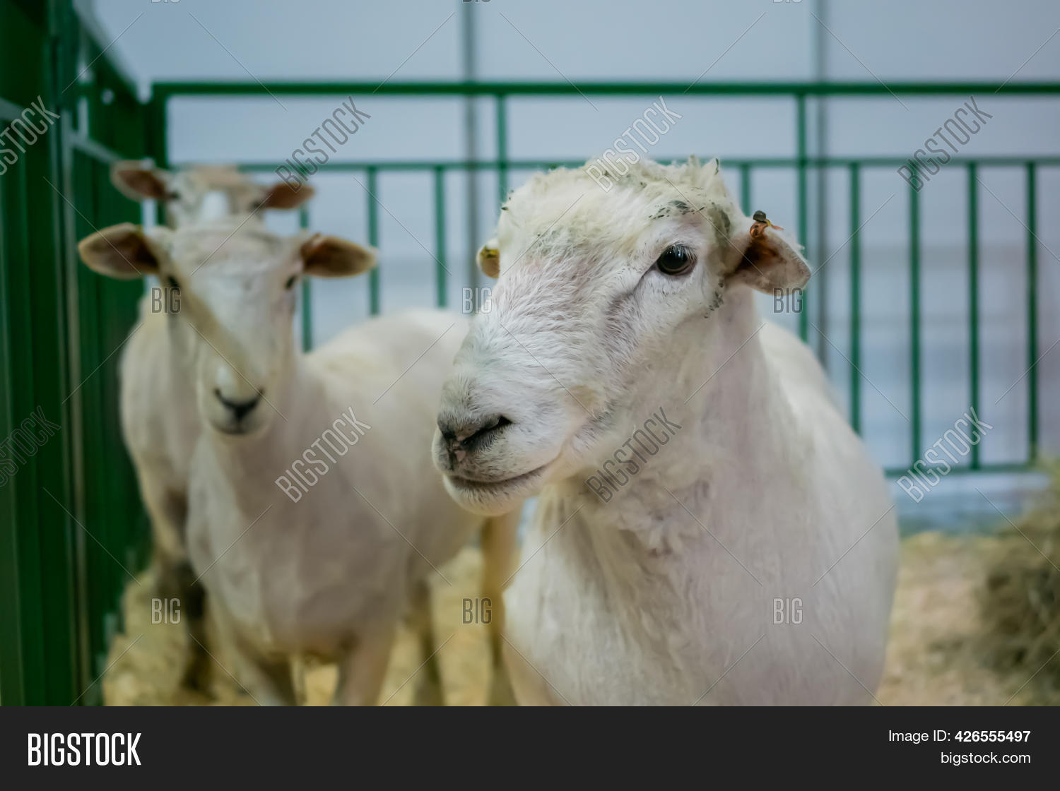 Flock Cute White Sheep Image & Photo (Free Trial) | Bigstock
