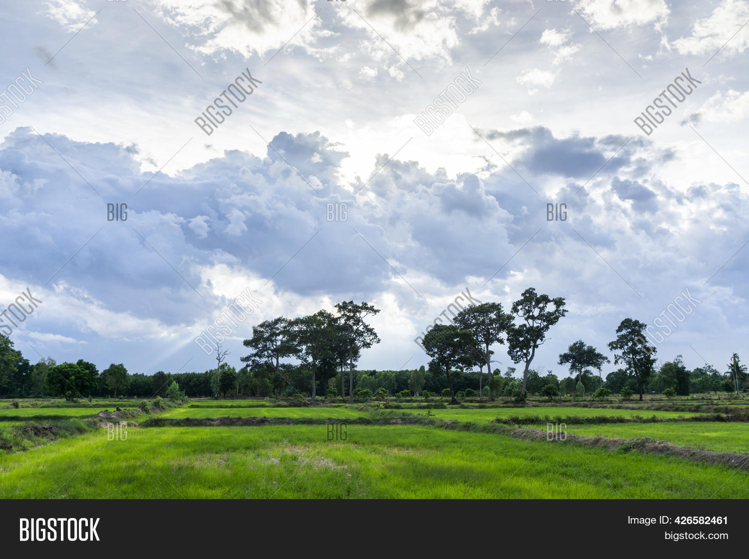 Paddy Field Showing Image & Photo (Free Trial) | Bigstock