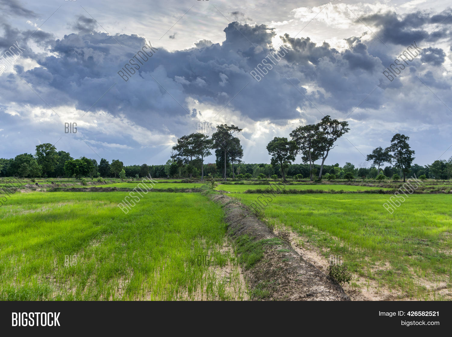 Paddy Field Showing Image & Photo (Free Trial) | Bigstock