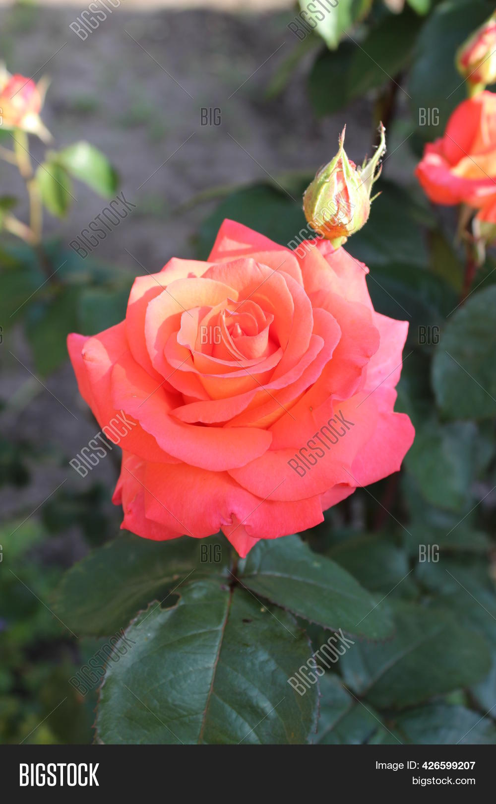 Large Pink Rose Flower Image & Photo (Free Trial) | Bigstock