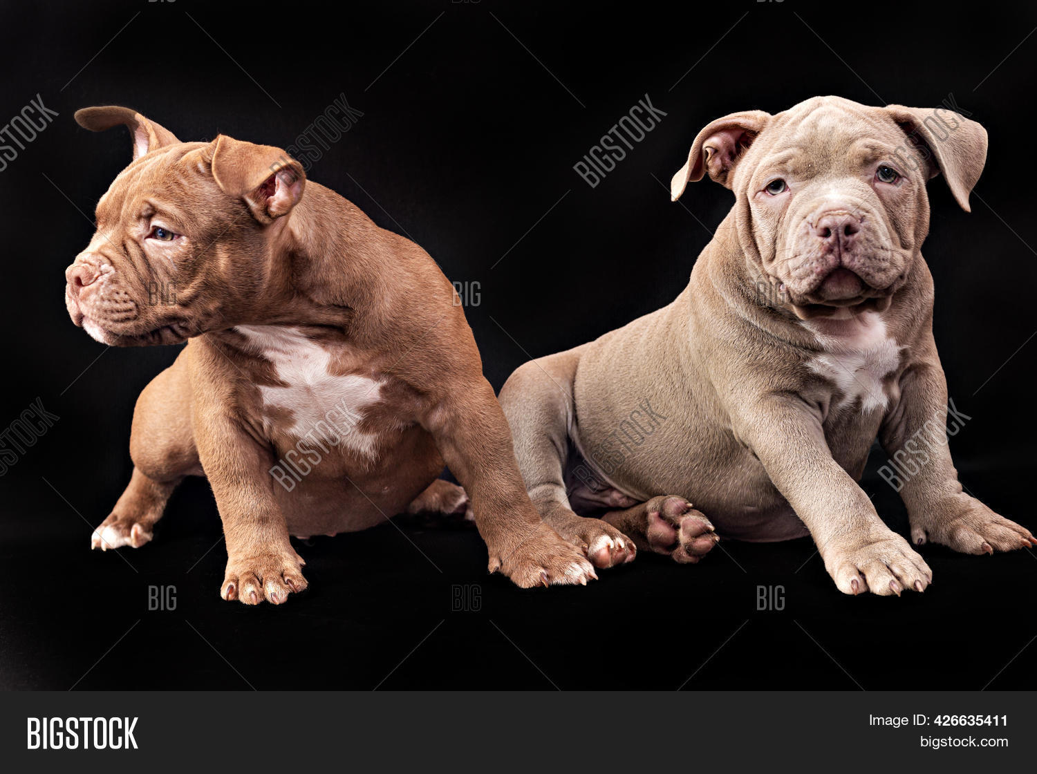 Two Pups American Image & Photo (Free Trial) | Bigstock