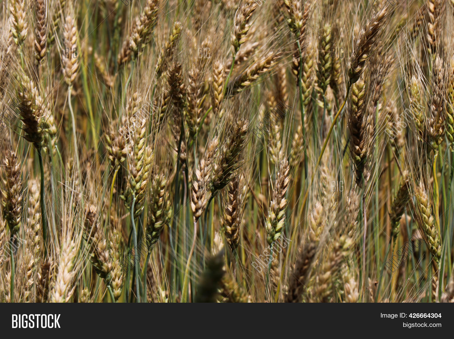 Field Wheat. Open Image & Photo (Free Trial) | Bigstock