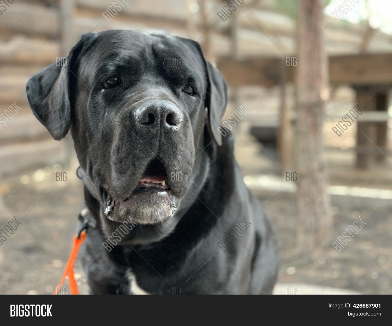 Big Dog Sitting On Image & Photo (Free Trial) | Bigstock