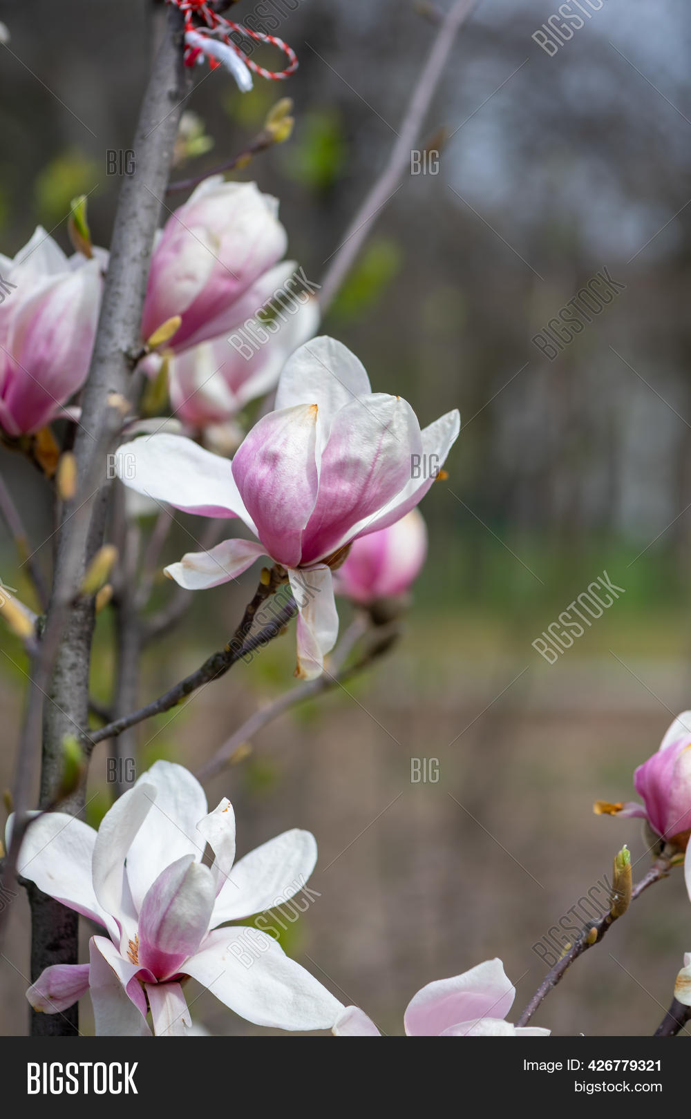 Close- Magnolia Flower Image & Photo (Free Trial) | Bigstock