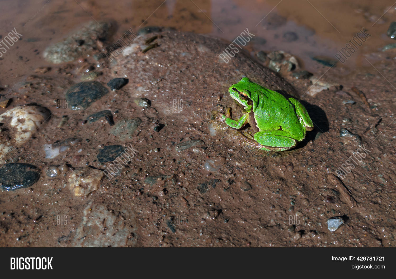 Green Tree Frog. Tree Image & Photo (Free Trial) | Bigstock