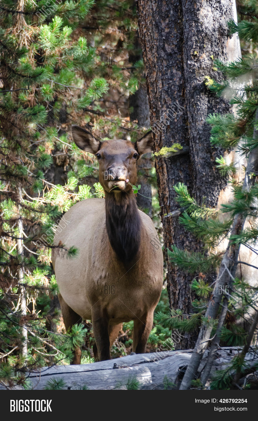 Female Cow Elk. Wild Image & Photo (Free Trial) | Bigstock
