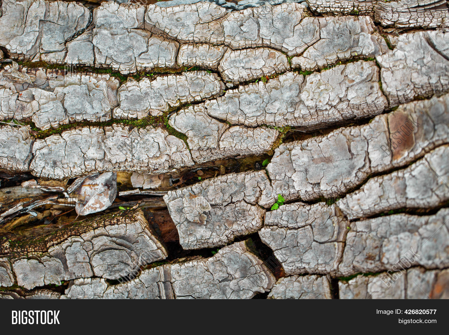 Old Rotten Wood Rotten Image & Photo (Free Trial) | Bigstock