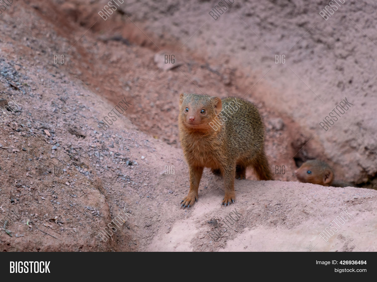 Cute Common Dwarf Image & Photo (Free Trial) | Bigstock